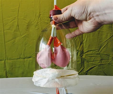 Image result for Lung Model Science Project