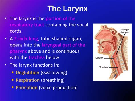 Image result for Larynx Function