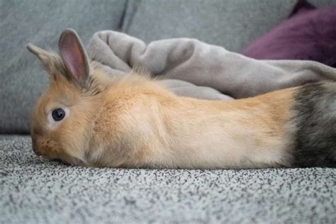 Image result for Rabbit Squeaking