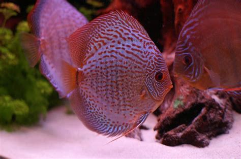 Image result for Types of Discus Fish Breeds