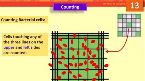 Image result for Direct Microscopic Count