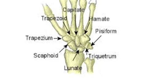 Image result for Two Types of Bone