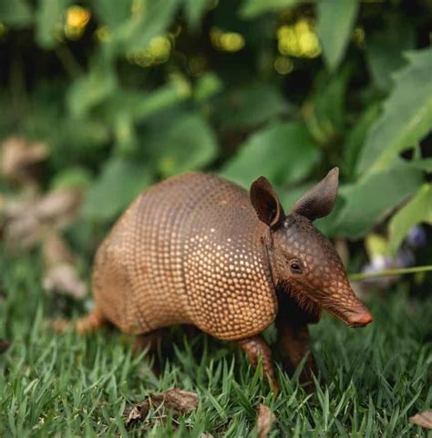 Image result for Python vs Armadillo