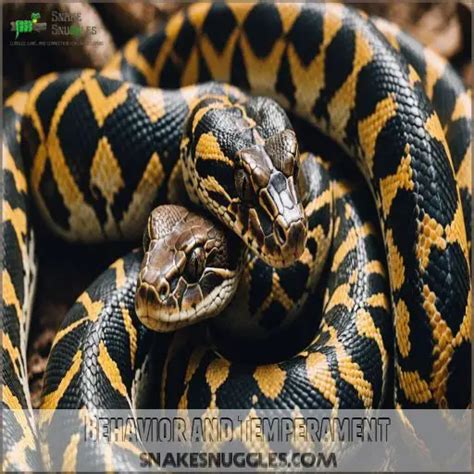 Image result for Boa Snake vs Python