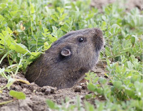 GOPHER CONTROL: FREQUENTLY ASKED QUESTIONS - Utah Gopher Control