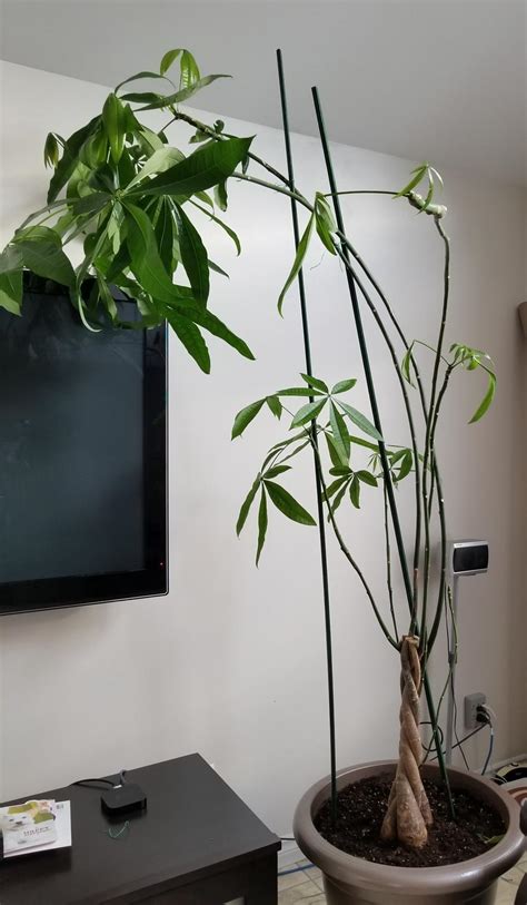 Image result for How to Braid a Money Tree