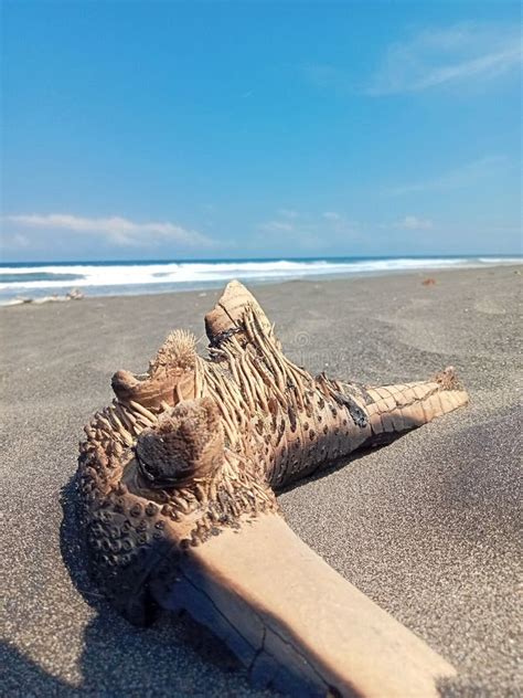 Image result for Island Near Java