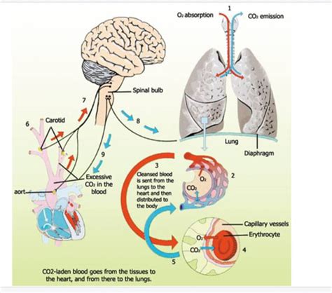 Image result for Disorders of Red Cells Made Simple