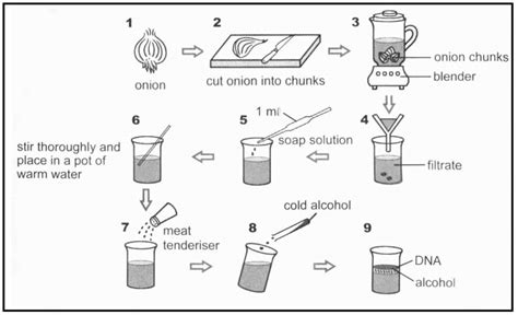 Image result for Life Science Practical Grade 12