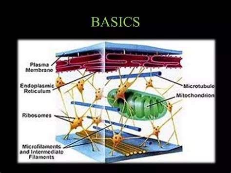 Image result for Cytoskeleton Function