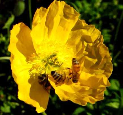 Image result for Bees While Pollinating
