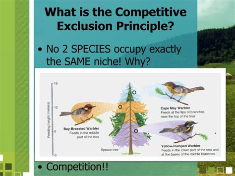 Image result for Competitive Exclusion Examples