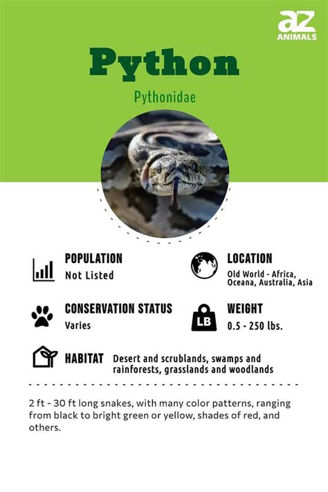 Image result for Python and Birds