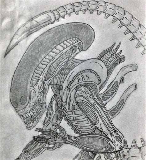 Image result for Alien Xenomorph Drawing