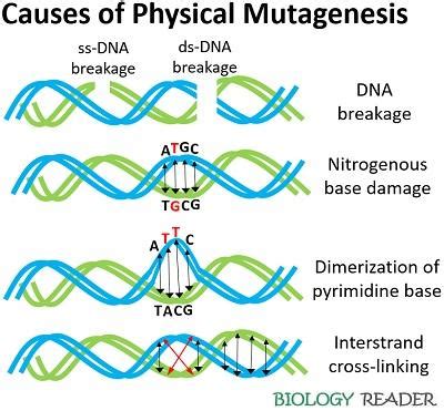 Image result for Dislocation Mutagenesis