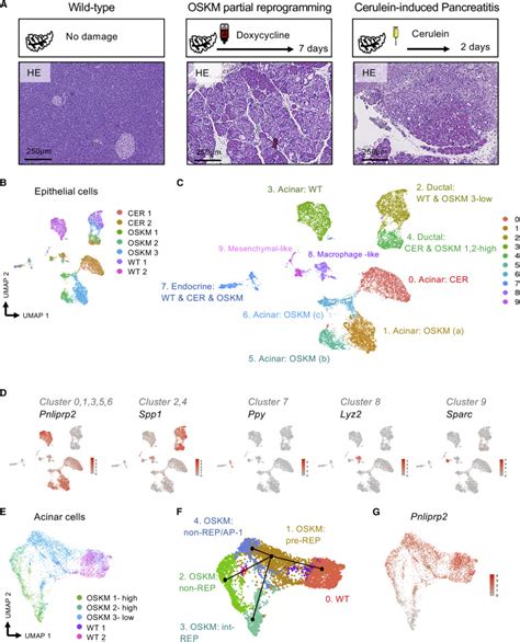 Image result for Stem Cell Reprogramming
