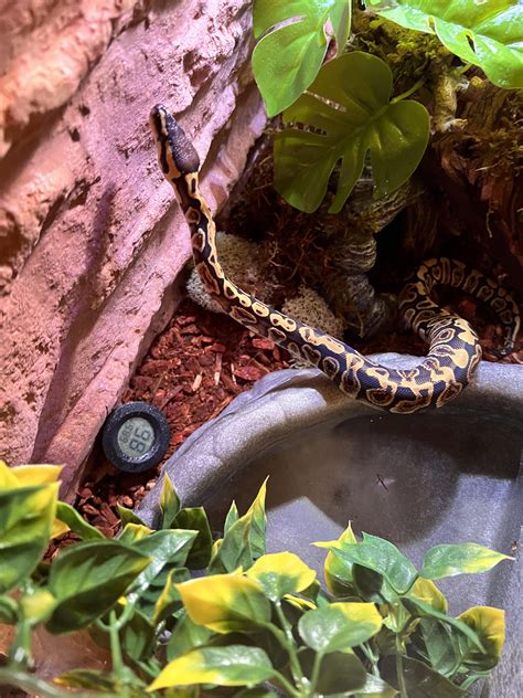 Image result for Corn Python