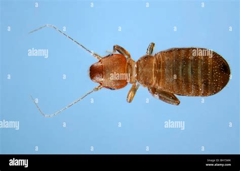 Image result for Springtail Size