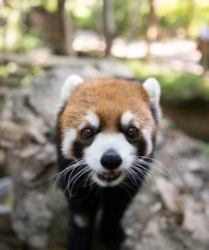 Image result for Red Panda Call