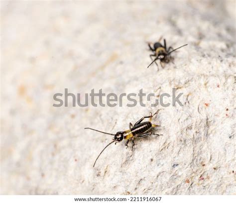 Image result for Breeding Crickets Setup