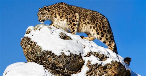 Image result for Snow Leopard versus Leopard