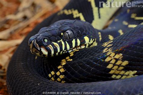 Image result for Boelen's Python