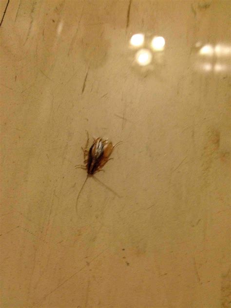 Image result for Cockroach Ontario