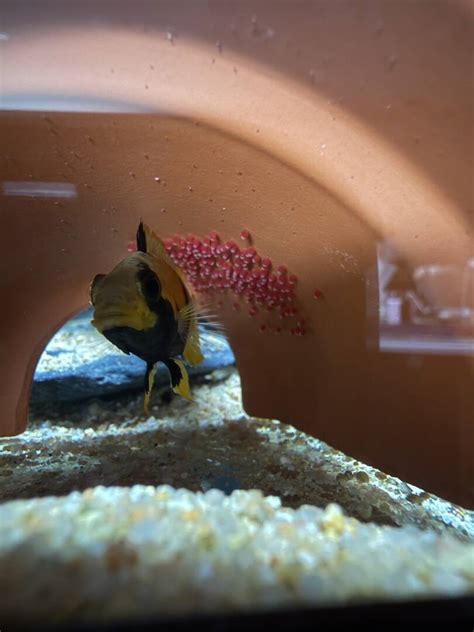 Image result for Fish Fail