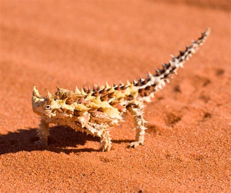 Image result for Most Beautiful Lizard