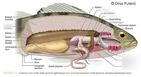 Image result for Perch Fish Dissection