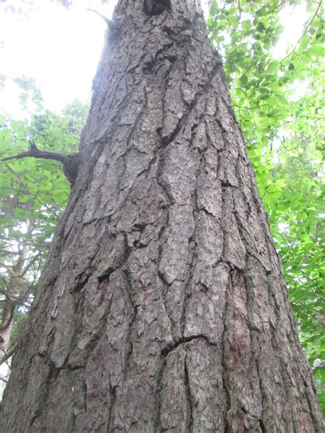 Image result for Hemlock Rustage