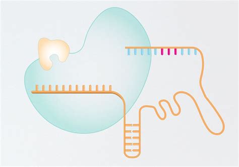 Image result for Prime Editing