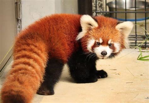 Image result for Red Panda Names