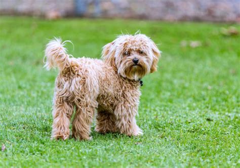 How To Tell A Full Grown Cavapoo | Pestclue