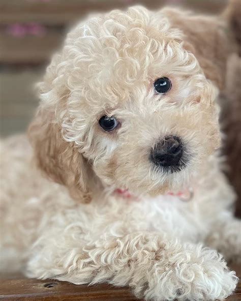 Image result for Cavapoo All White