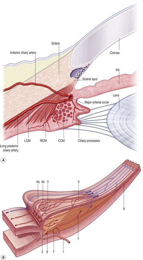 Image result for Aqueous Humor Flow