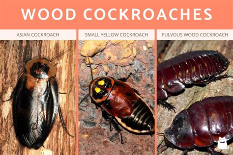Image result for Types of Cockroaches Images
