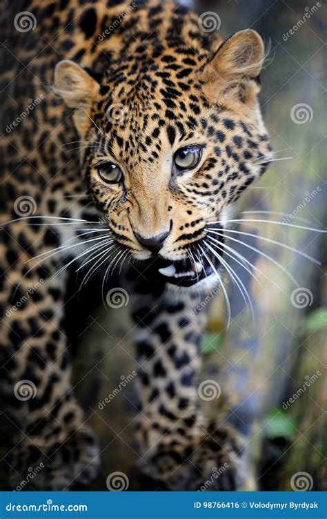 Image result for Angry Leopard