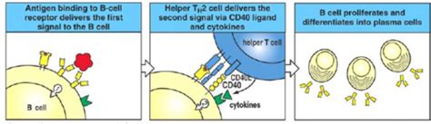 Image result for Humoral Immunity Complement System