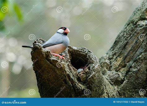 Image result for Java Sparrow Pair