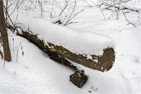 Image result for Snow Fallen Tree Log