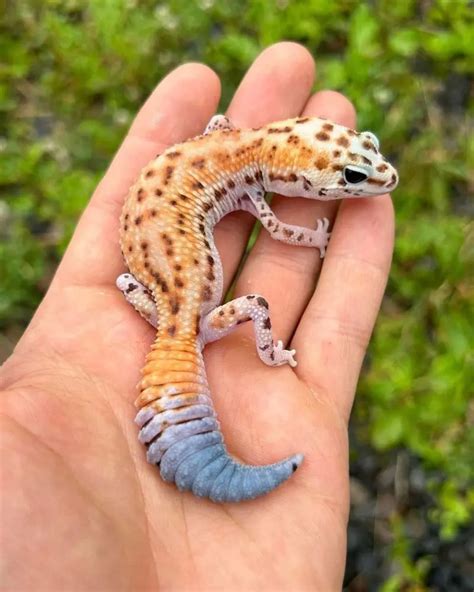 Image result for Small Lizards Types