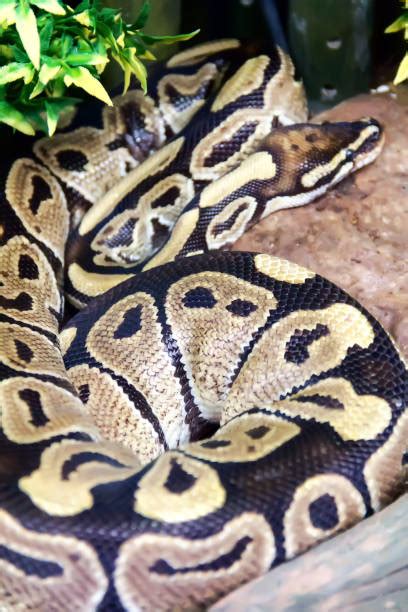 Image result for Reticulated Python Face
