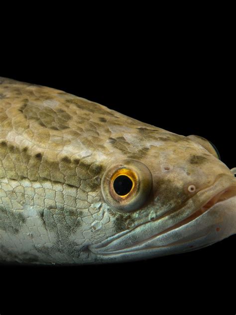 Image result for Red Line Snakehead Fish