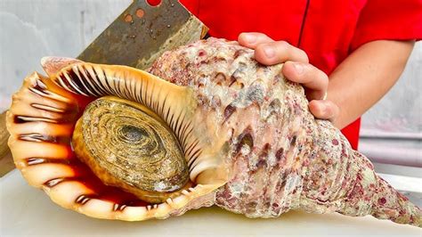 Image result for How to Remove Conch Shell