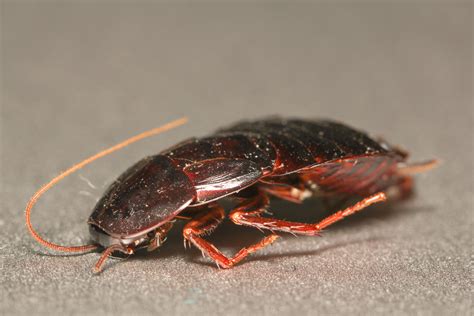 Image result for Japanese Cockroach