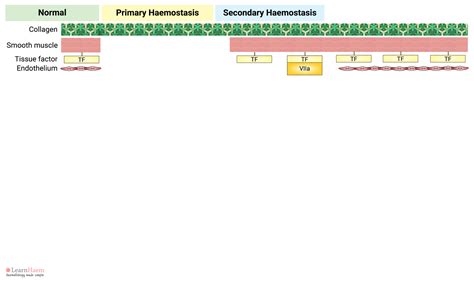 Image result for Normal Haemostasis