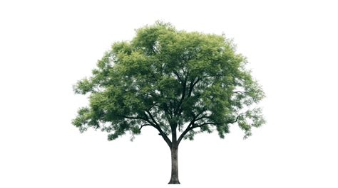 Image result for Tree Transparent Background
