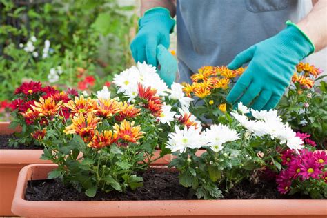 Image result for Planting Mums in Containers