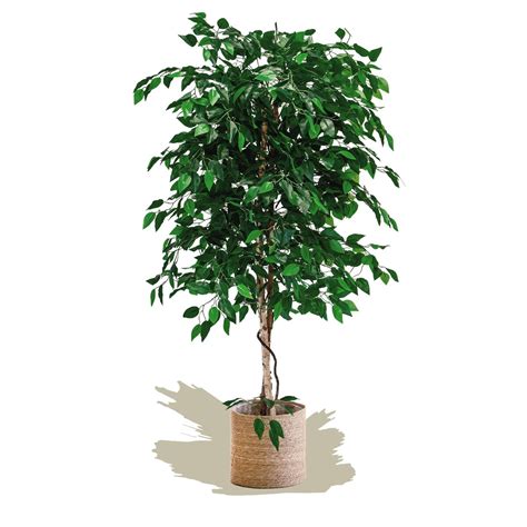 Image result for Fake Ficus Tree